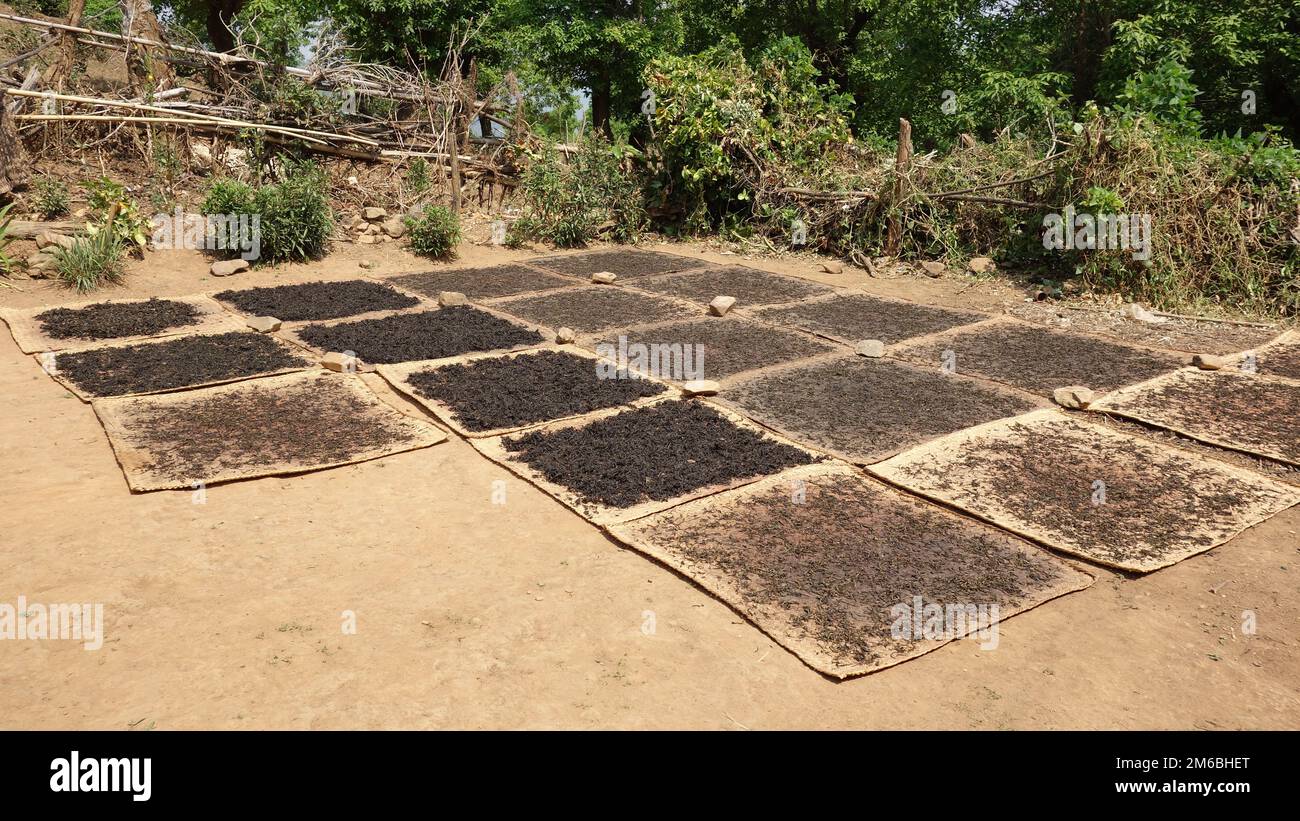 Drying tea leaves Stock Photo - Alamy