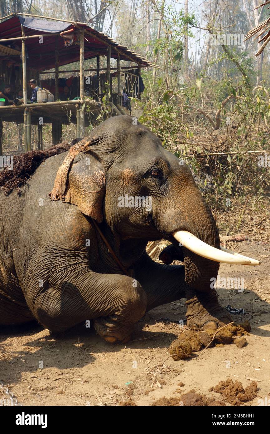 Working elephant, Myanmar Stock Photo - Alamy