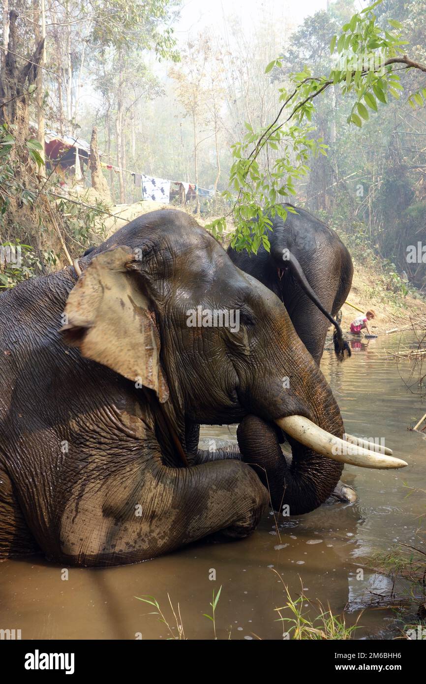 Working elephant, Myanmar Stock Photo - Alamy