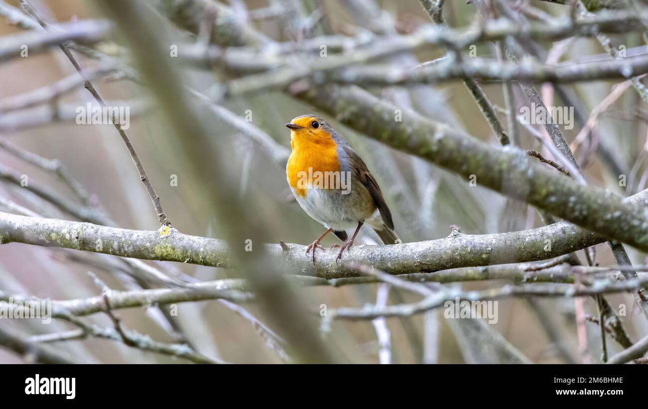 Rotkehlchen im baum hi-res stock photography and images - Alamy