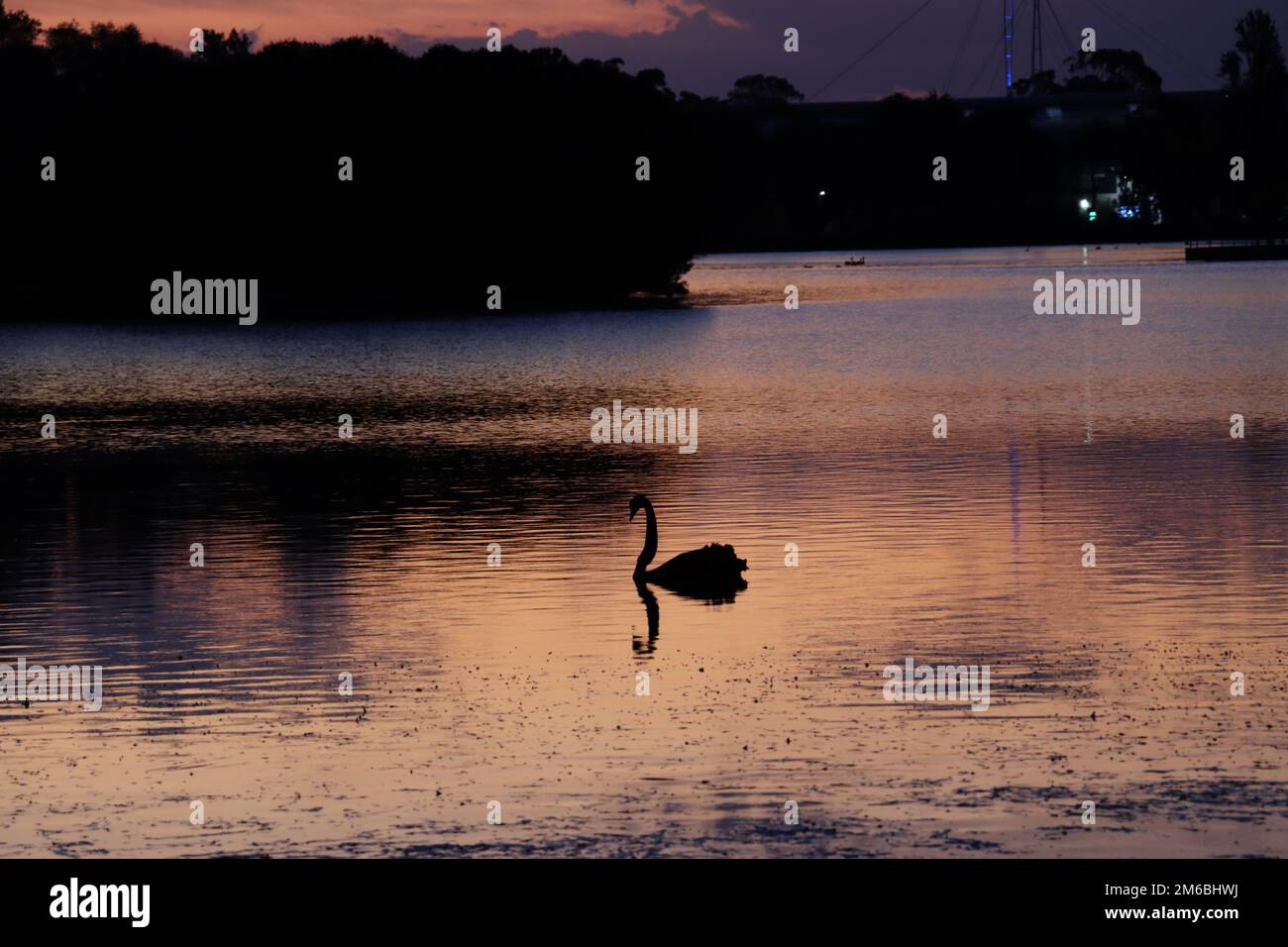 Swan reflection in water hi-res stock photography and images - Alamy