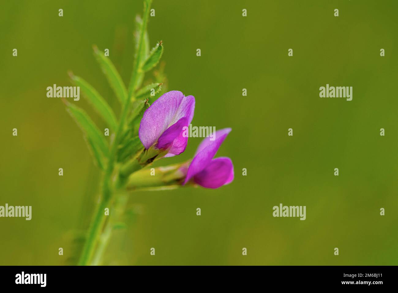 Common spring pea hi-res stock photography and images - Alamy