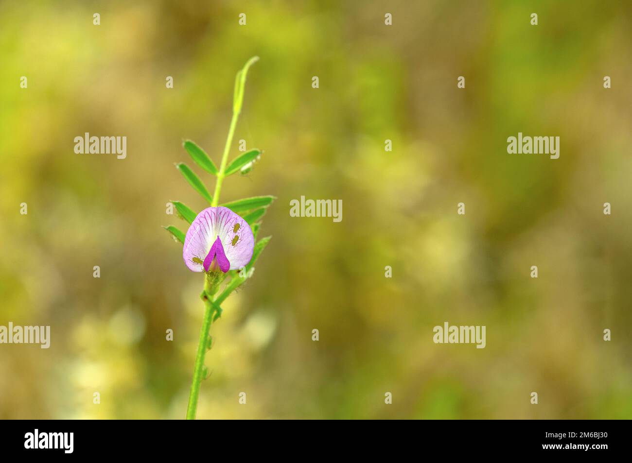 Common spring pea hi-res stock photography and images - Alamy