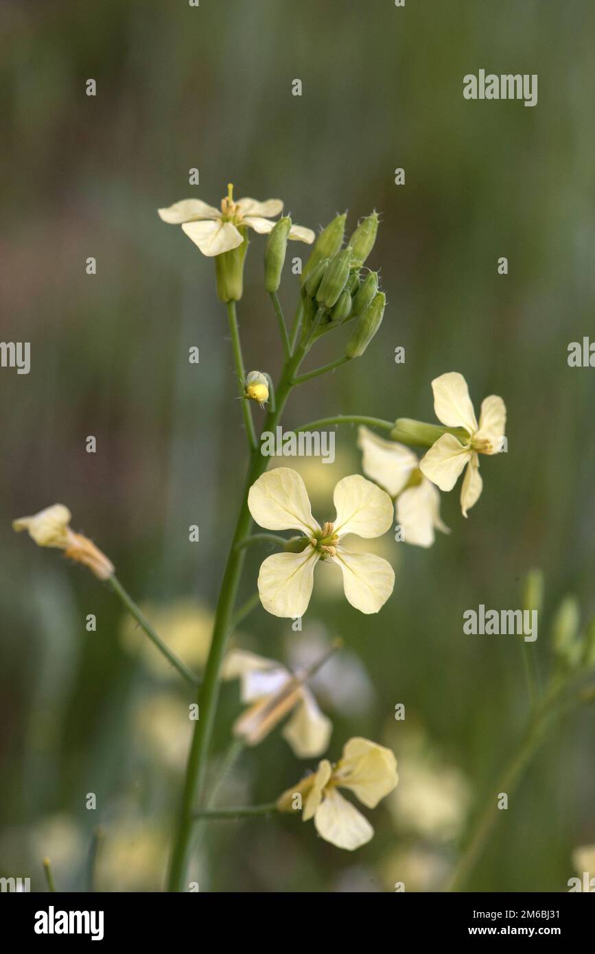 Field mustard hi-res stock photography and images - Alamy