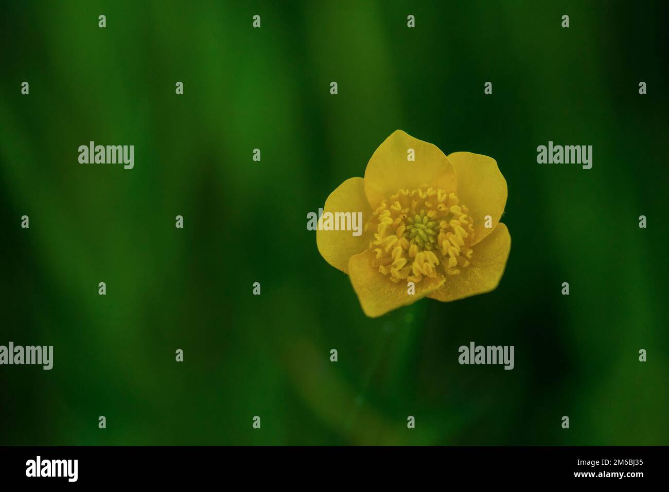 Floral weed hi-res stock photography and images - Alamy