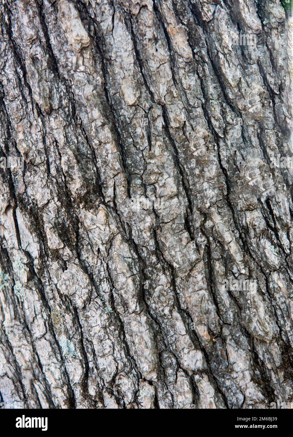 Textured tree bark detail hi-res stock photography and images - Alamy