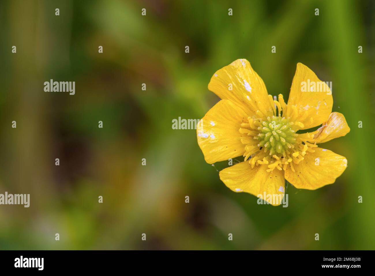 St anthonys turnip ranunculus bulbosus hi-res stock photography and ...