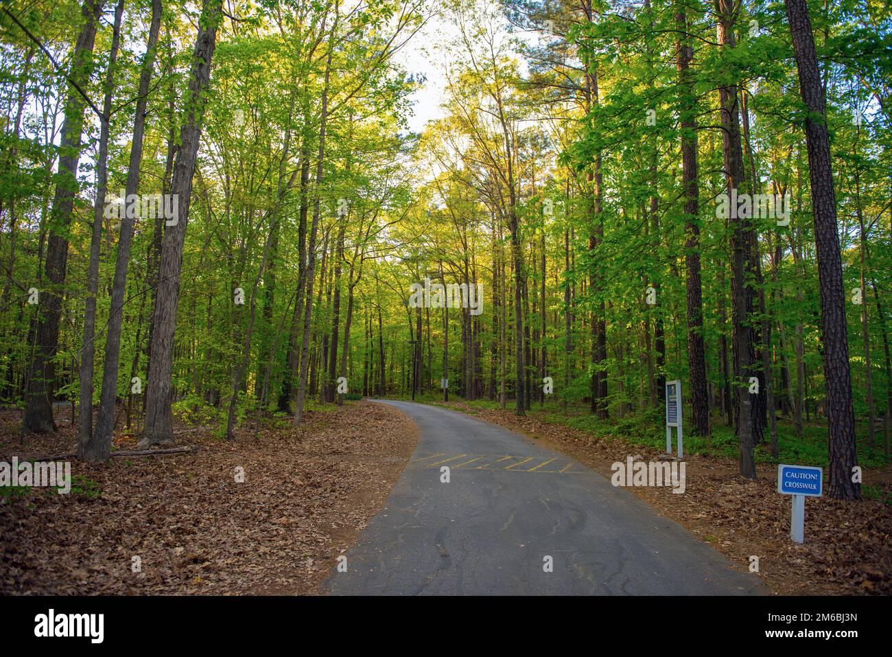 Summer sun oak trees hi-res stock photography and images - Alamy