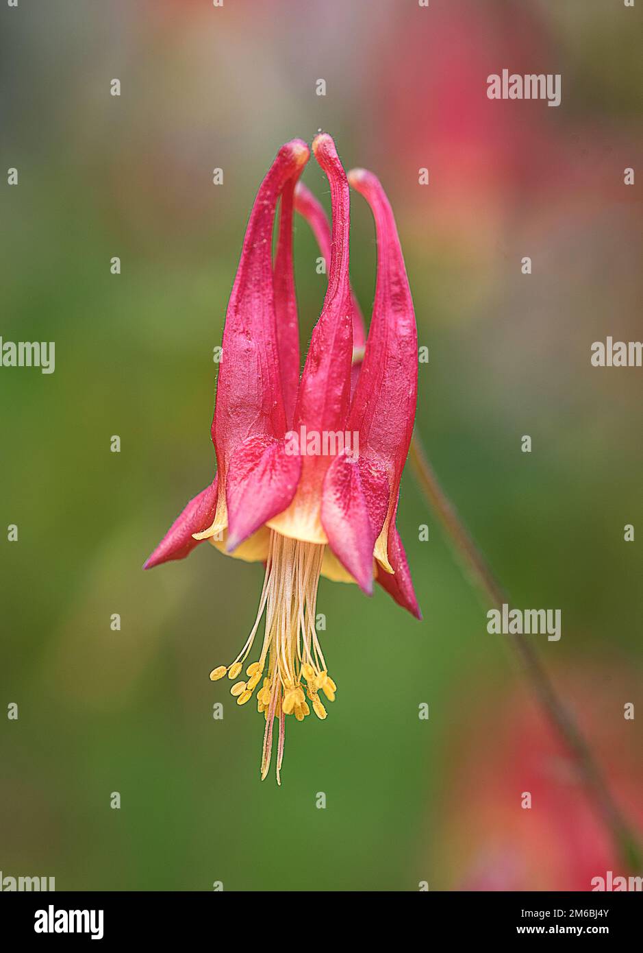 Red columbine aquilegia canadensis hi-res stock photography and images ...