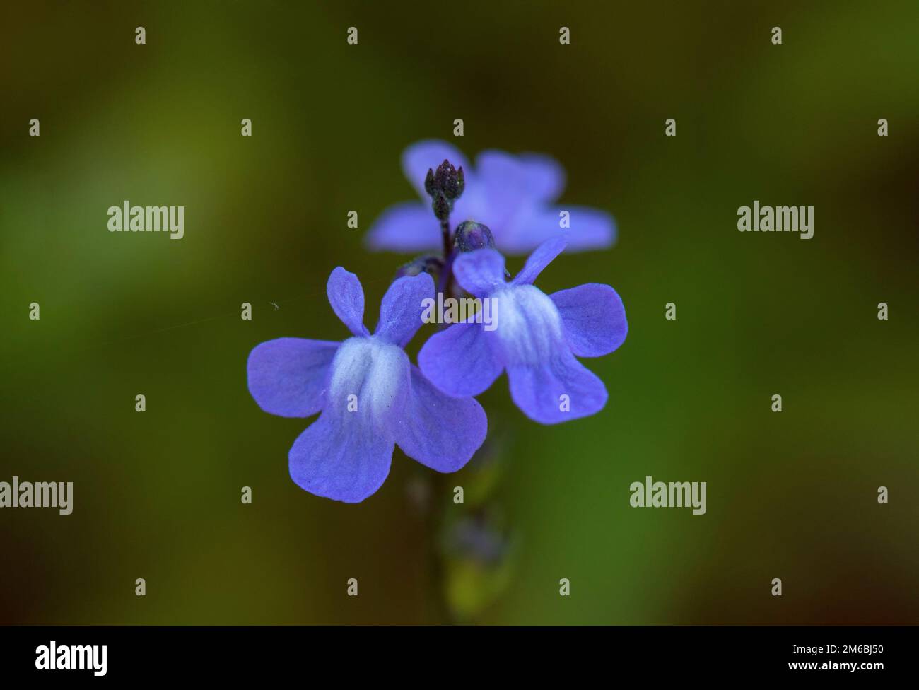 Linaria canadensis hi-res stock photography and images - Alamy