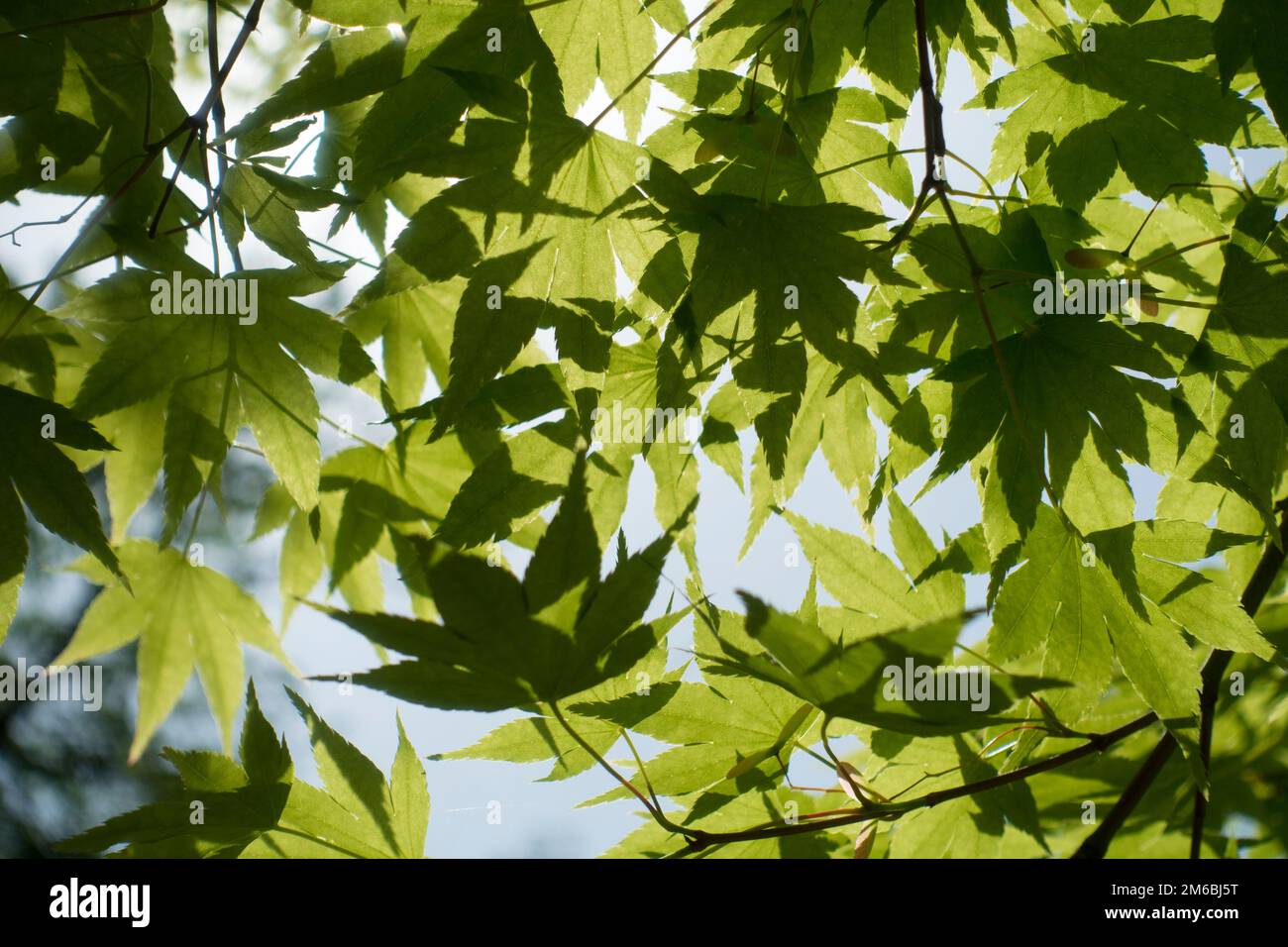 Green japanese maple Stock Photo - Alamy
