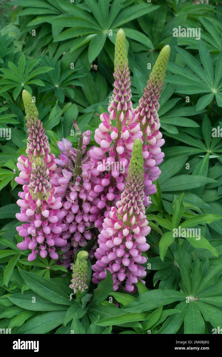 Lupine crop hi-res stock photography and images - Alamy