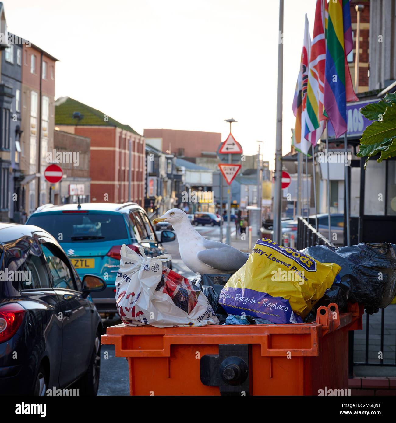 Gull scavaging for food in waste skip on a town centre street Stock ...