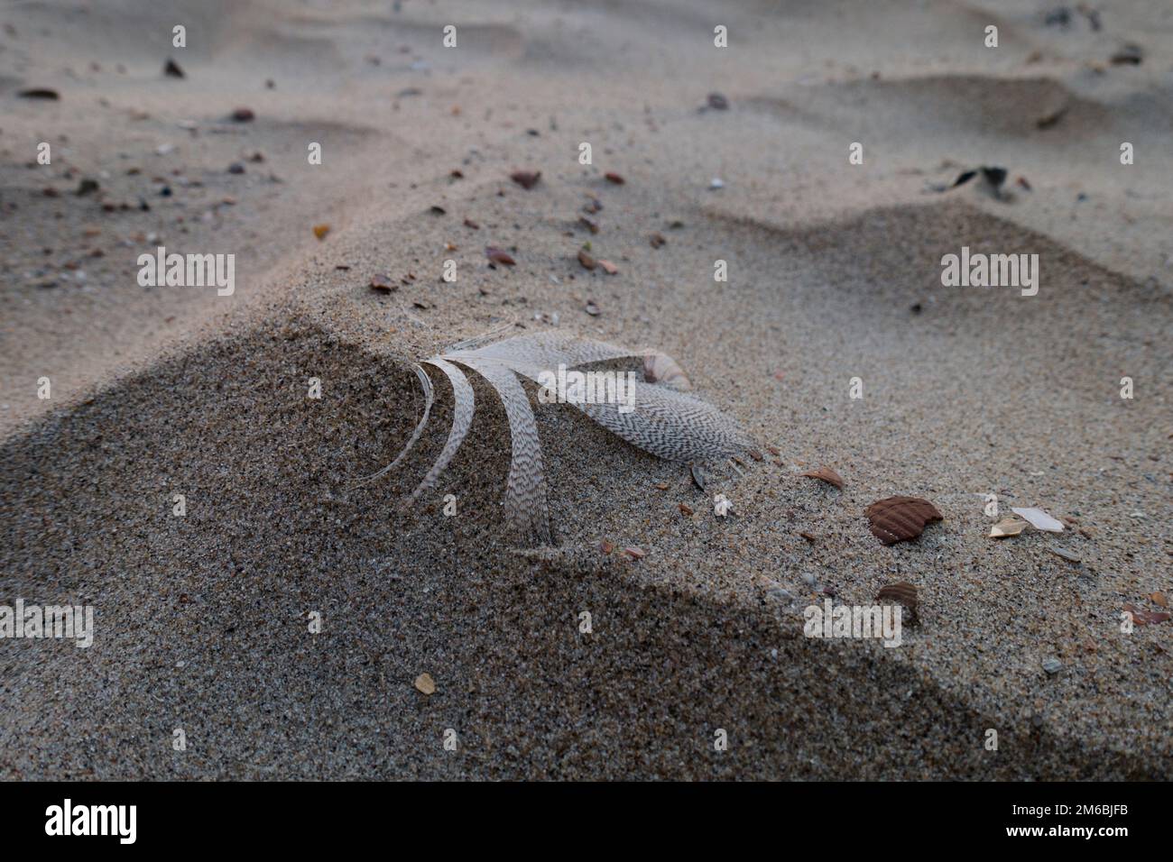 Feather on the beach Stock Photo - Alamy
