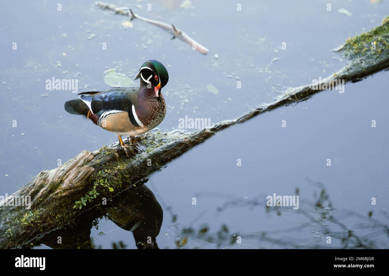 A baby Wood duck on a tree branch in the lake Stock Photo - Alamy