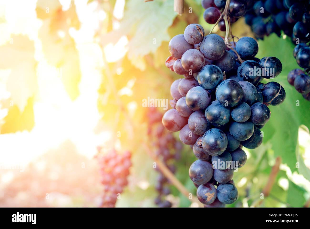 Sweet and tasty blue grape bunch Stock Photo - Alamy
