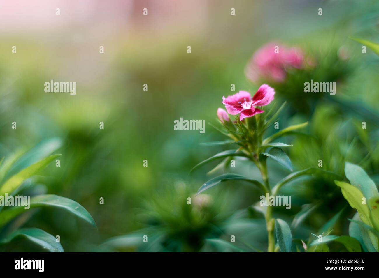 Horizontal shot of beautiful Sweet William (Dianthus Barbatus) flower ...