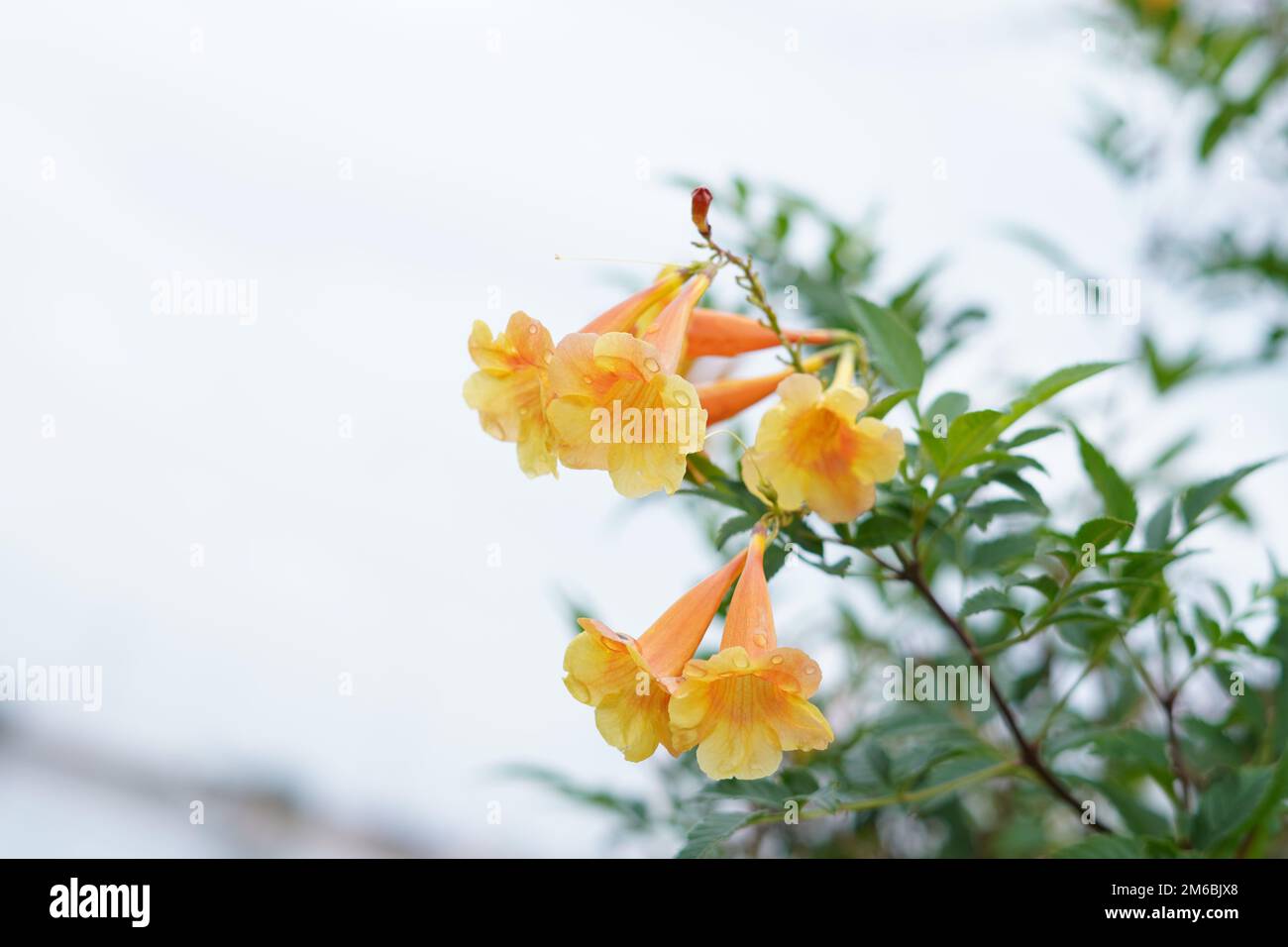 The fragile blossoming, orange Trumpet vines Stock Photo - Alamy