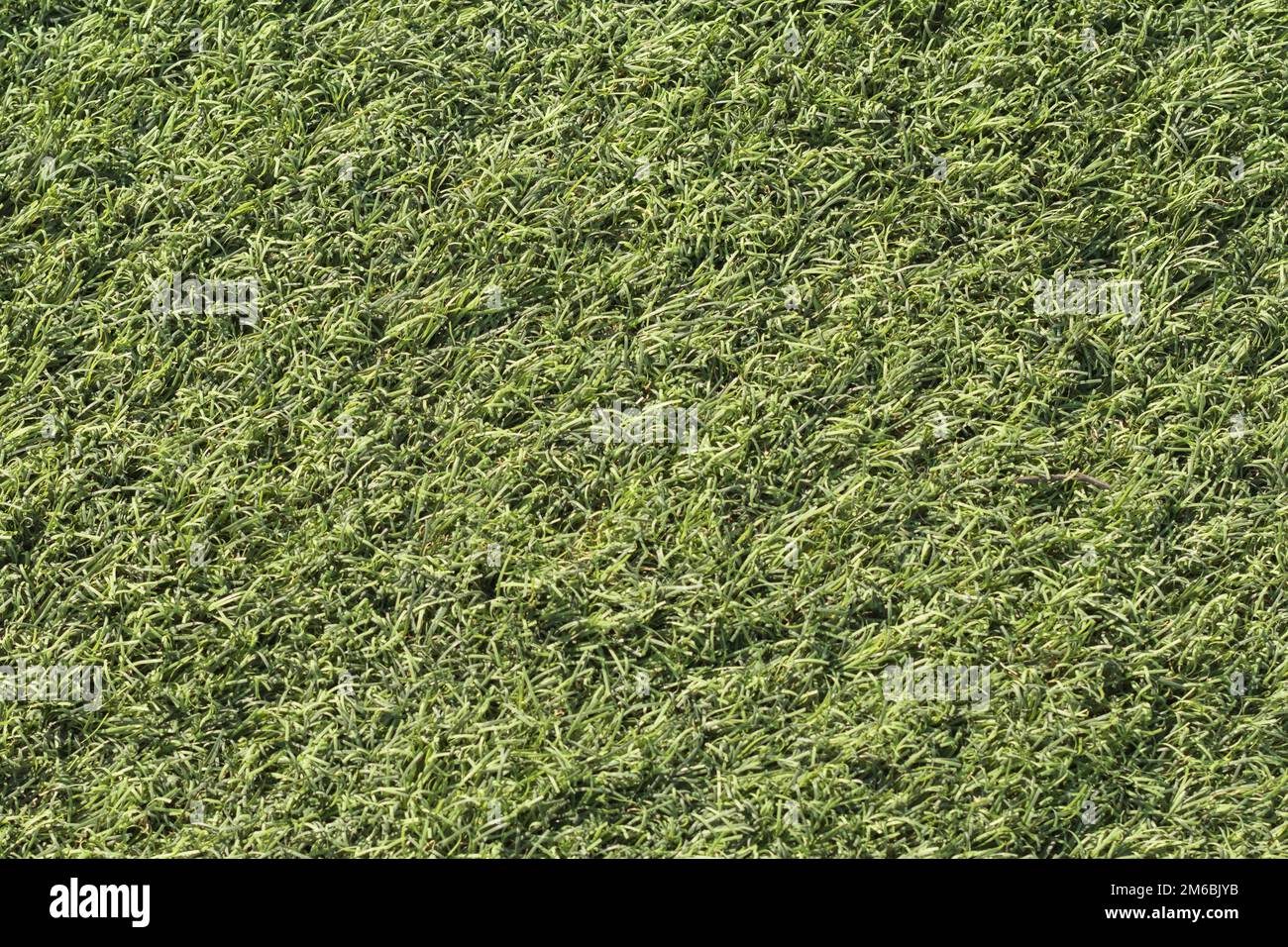 Artificial green grass shot from above, top-down Stock Photo - Alamy