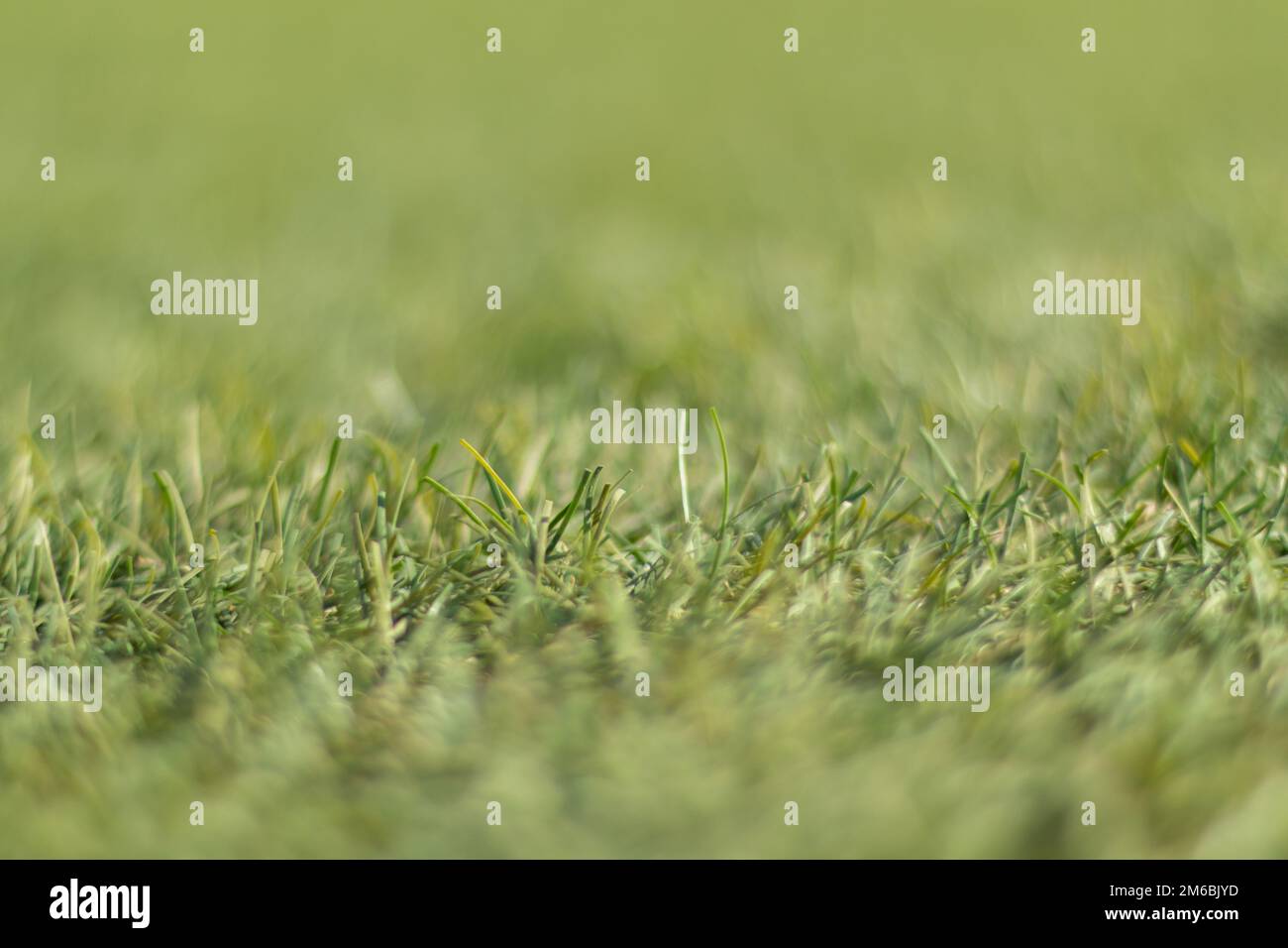 Artificial grass close up hi-res stock photography and images - Alamy