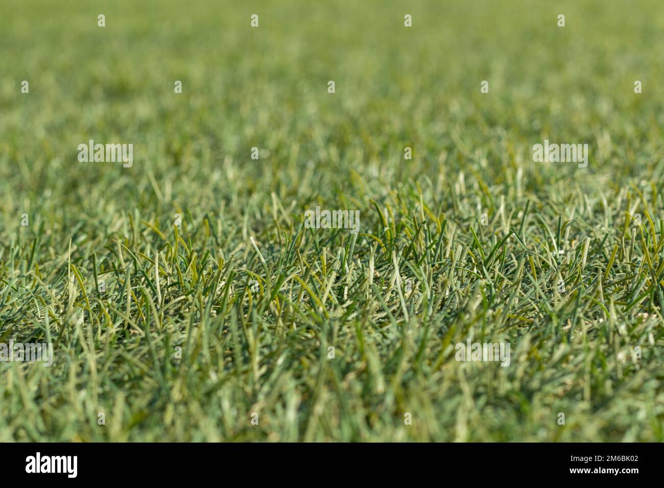 Artificial green grass shot low down and close up with narrow depth of ...