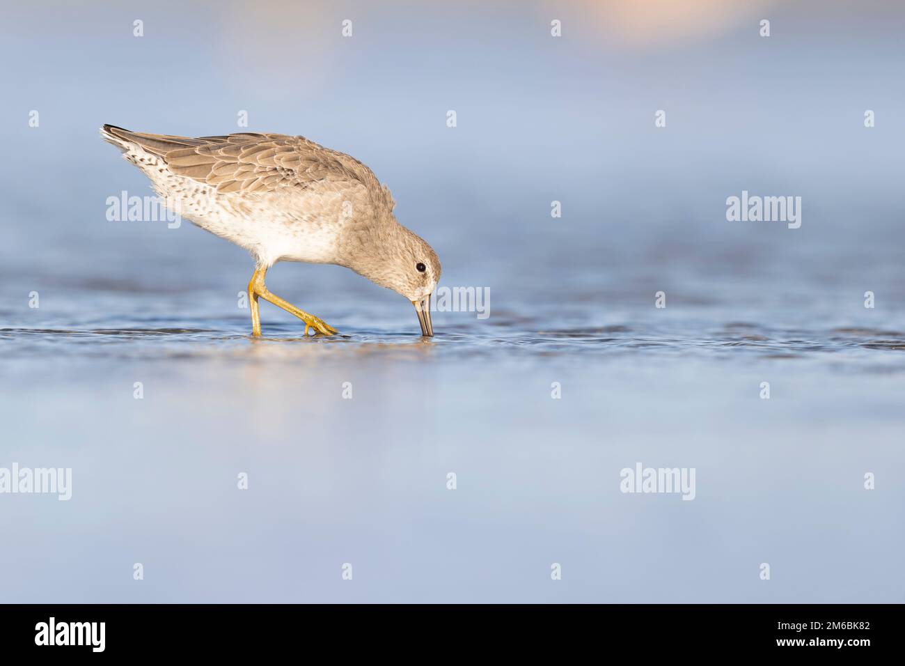 Short-billed dowitcher (Limnodromus griseus) foraging on mud flats in ...