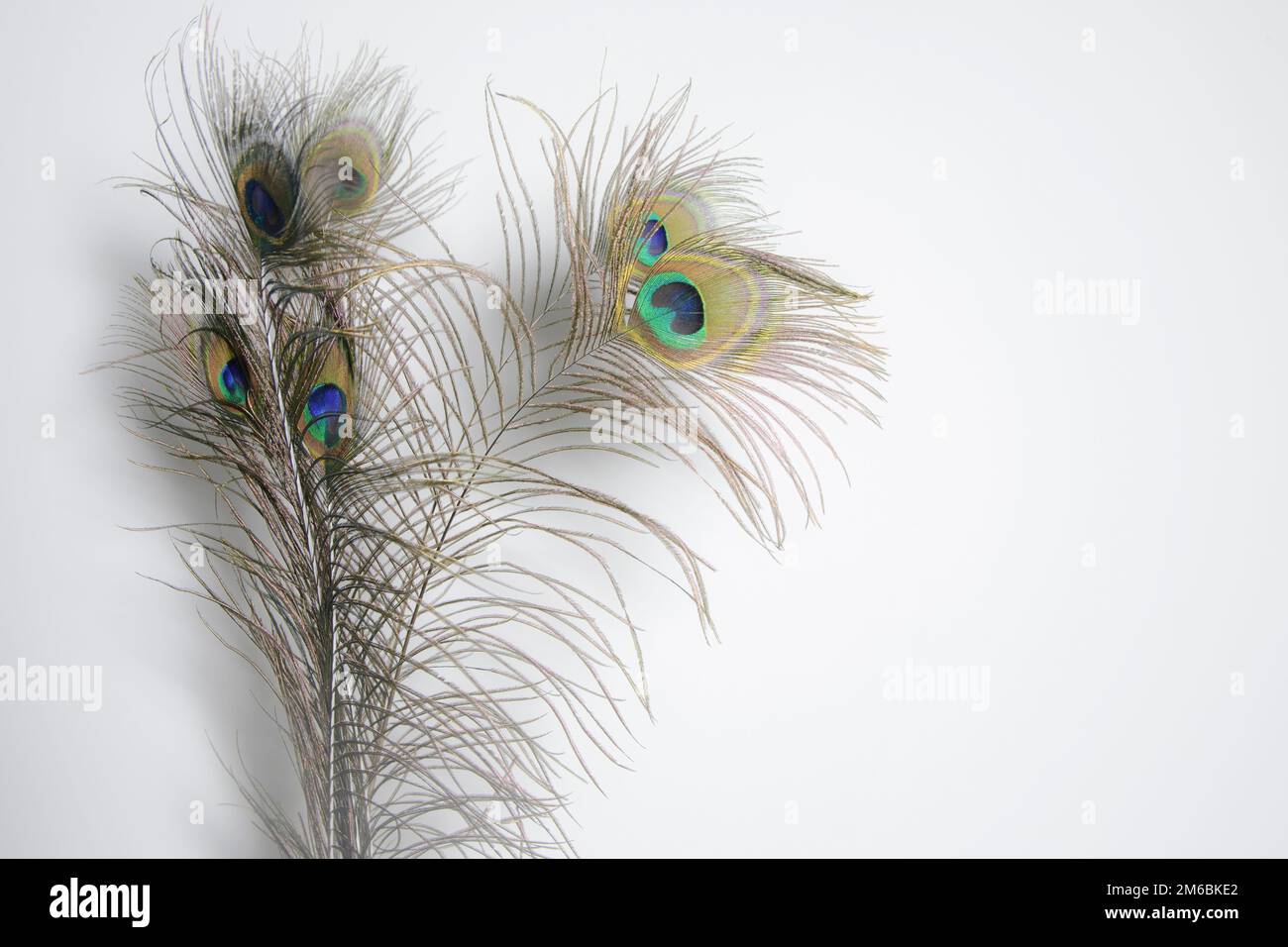 peacock feather isolated on white Stock Photo - Alamy