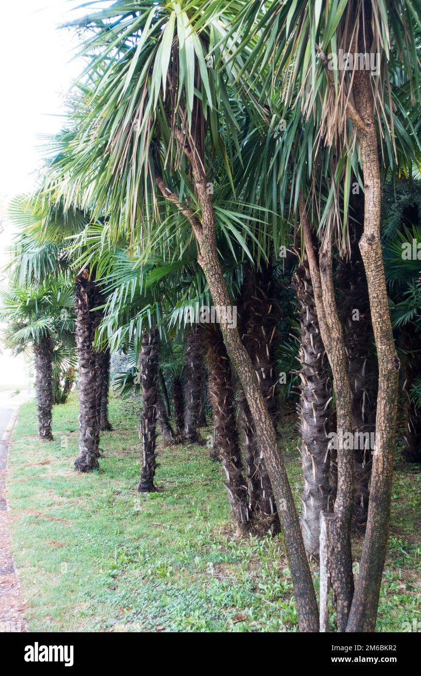 Palm grove hi-res stock photography and images - Alamy