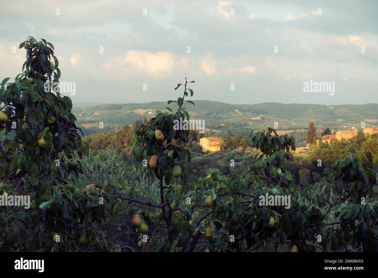 Agriculture in Tuscany/Italy Stock Photo - Alamy