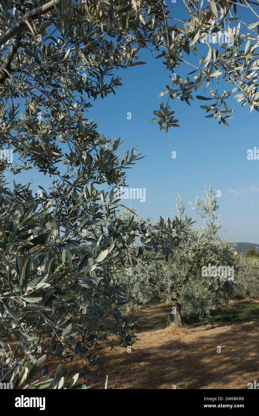 Olive trees in Tuscany Stock Photo - Alamy