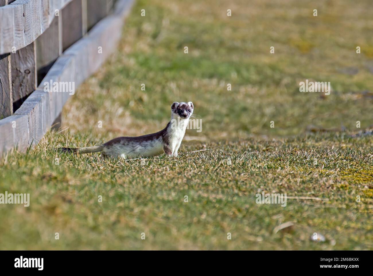 Stoat scotland hi-res stock photography and images - Alamy