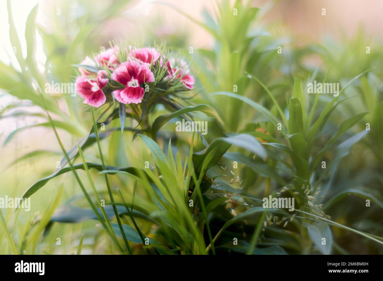 Horizontal shot of beautiful Sweet William (Dianthus Barbatus) flowers ...