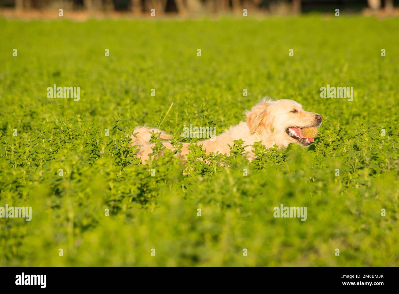 Female Golden Retriever Retrieving Tennis Ball Stock Photo - Alamy