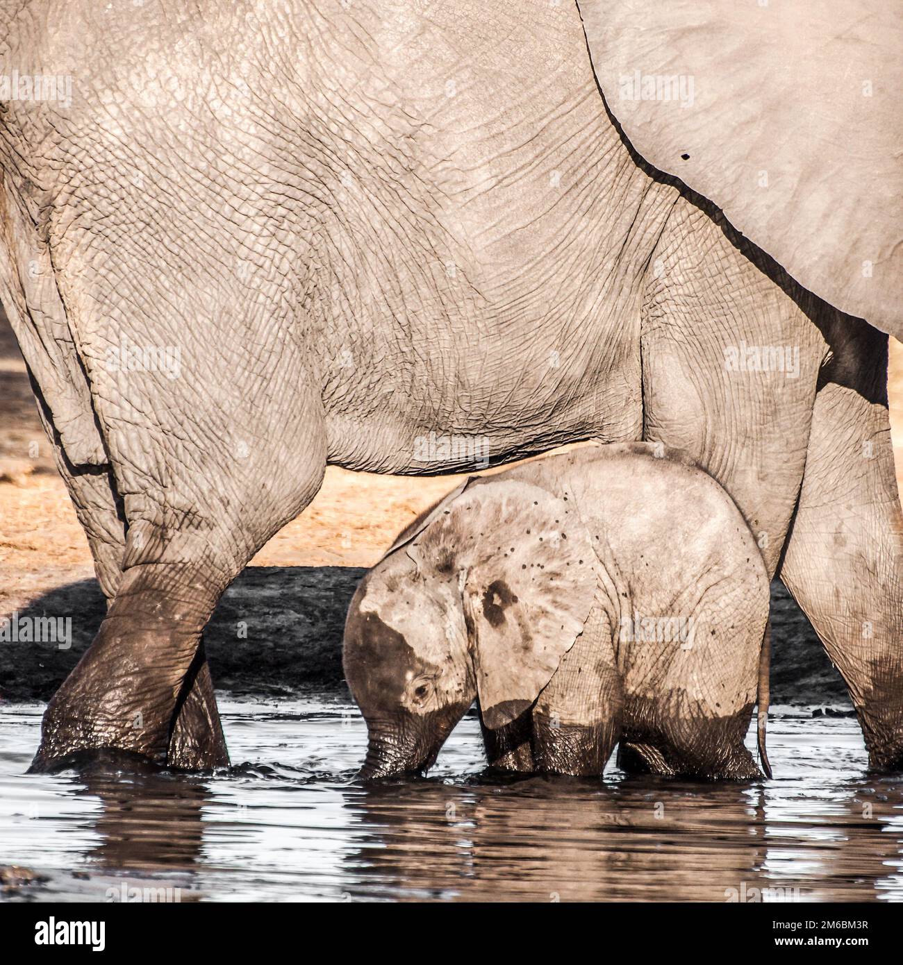 Elephant baby mother help hi-res stock photography and images - Alamy