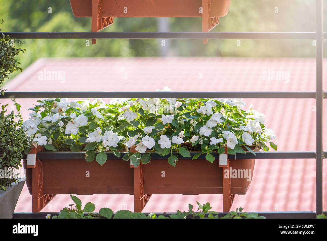 Floriculture hi-res stock photography and images - Alamy