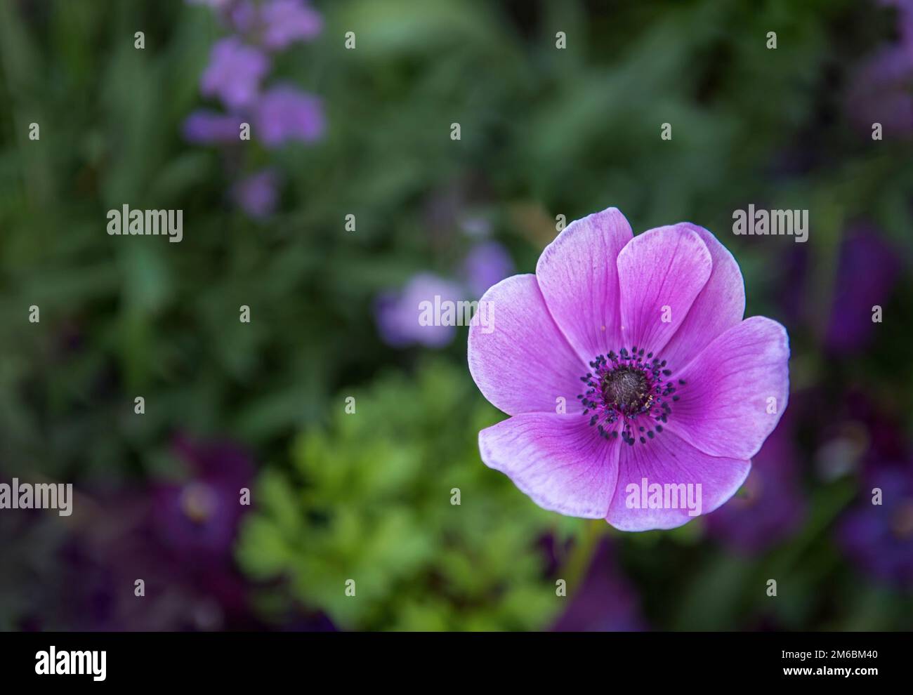 Hdr flower hi-res stock photography and images - Alamy
