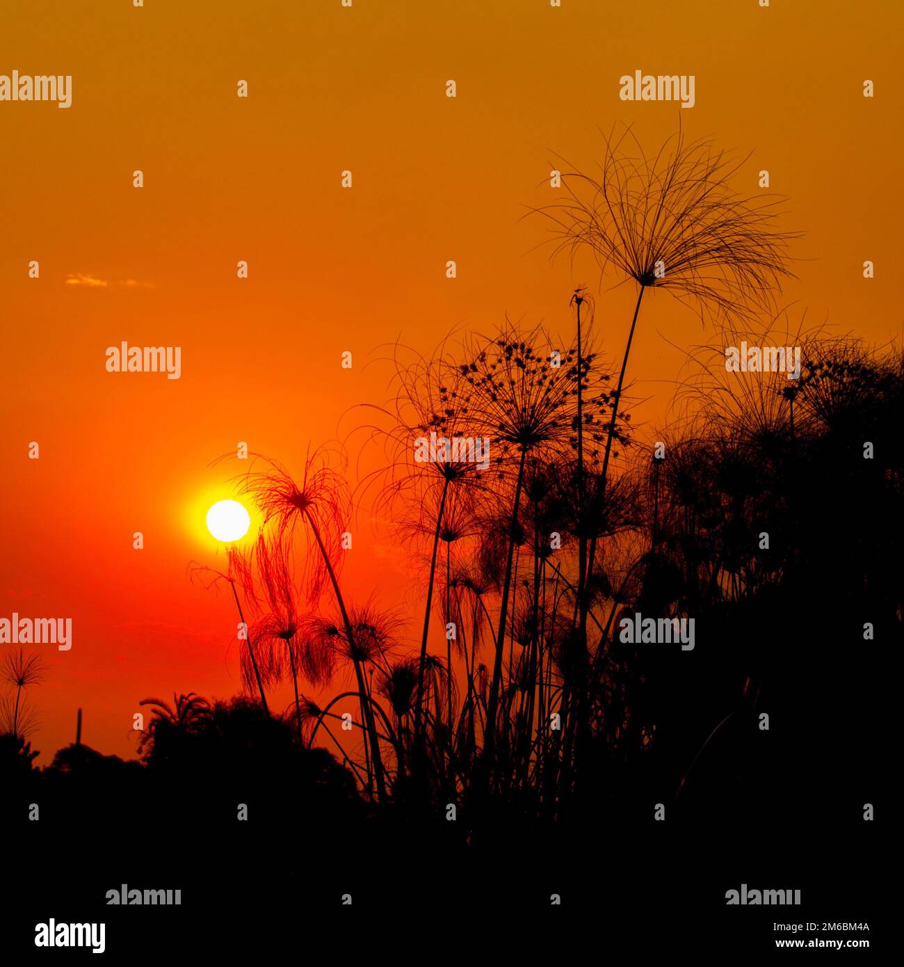 Okavango delta sunset hi-res stock photography and images - Alamy