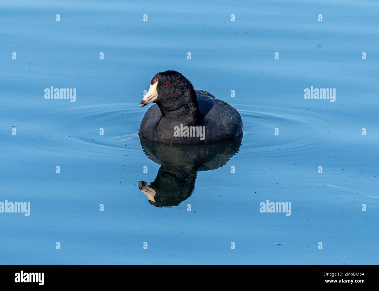 A beautiful American Coot with its bright red eye, swimming in a ...