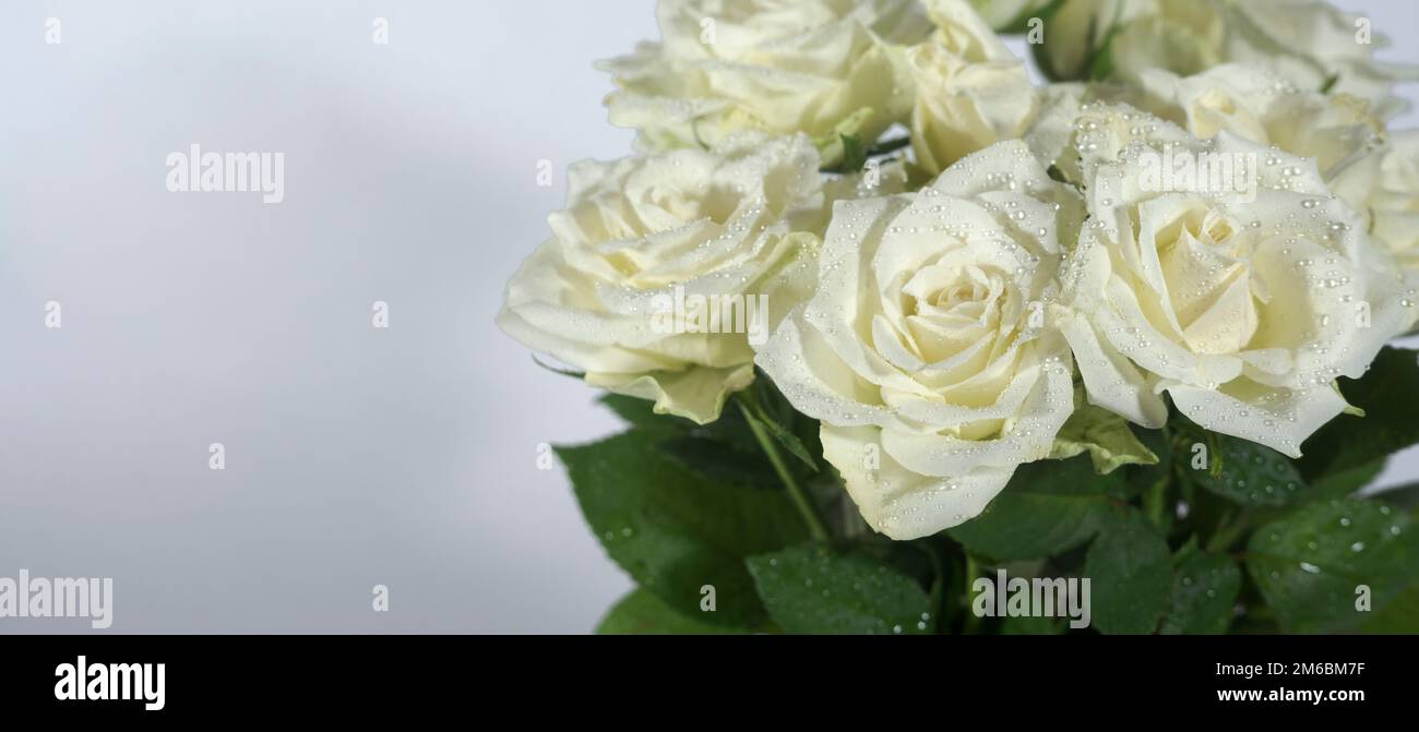 Vintage roses no background hi-res stock photography and images - Alamy
