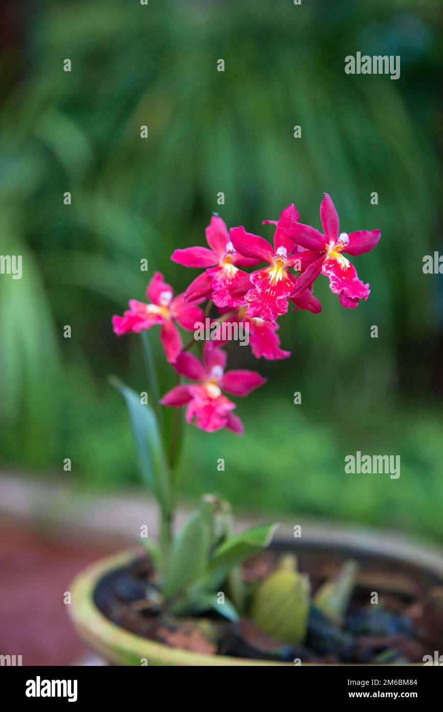 Orchids flower magenta blooming hi-res stock photography and images - Alamy