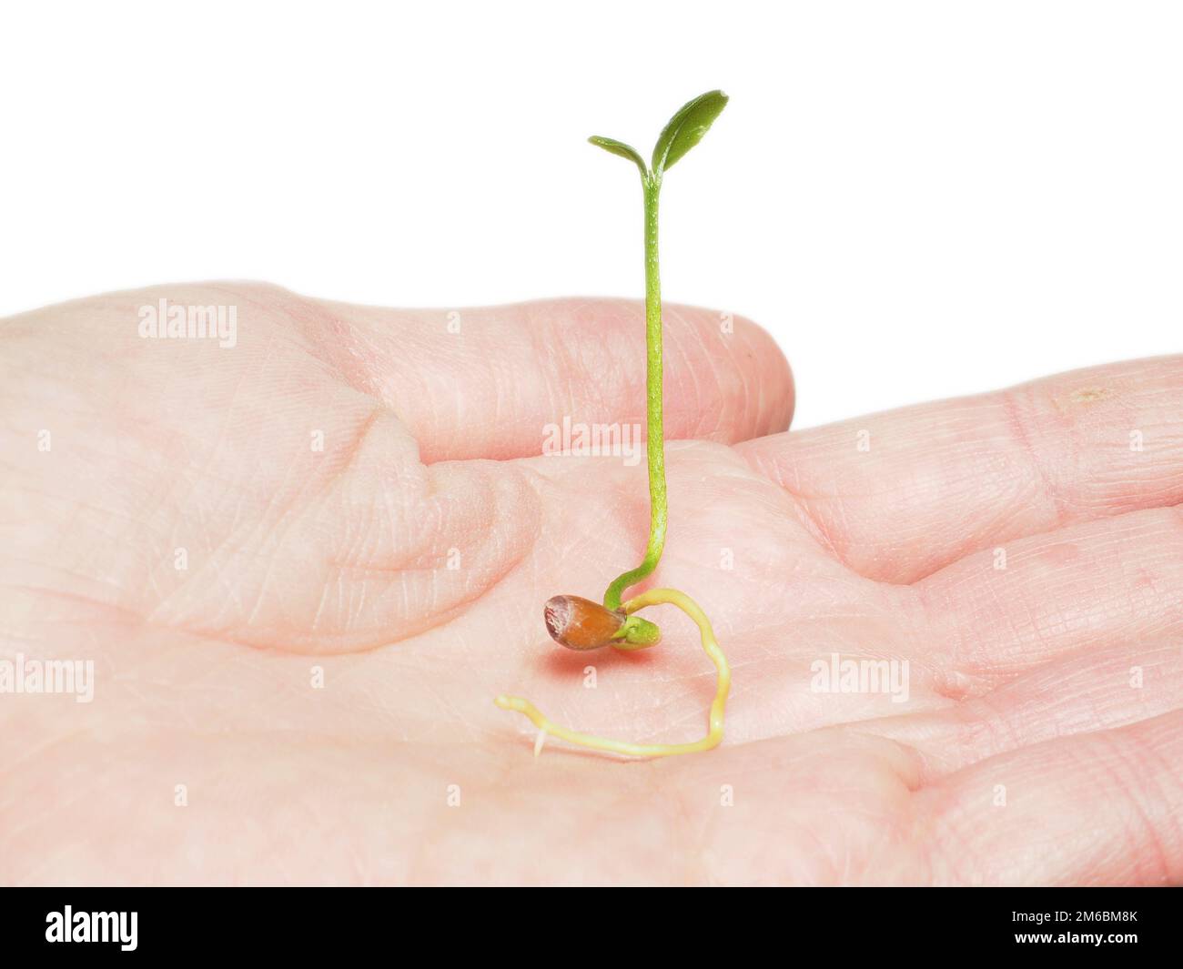 Little seedling young tree hi-res stock photography and images - Alamy