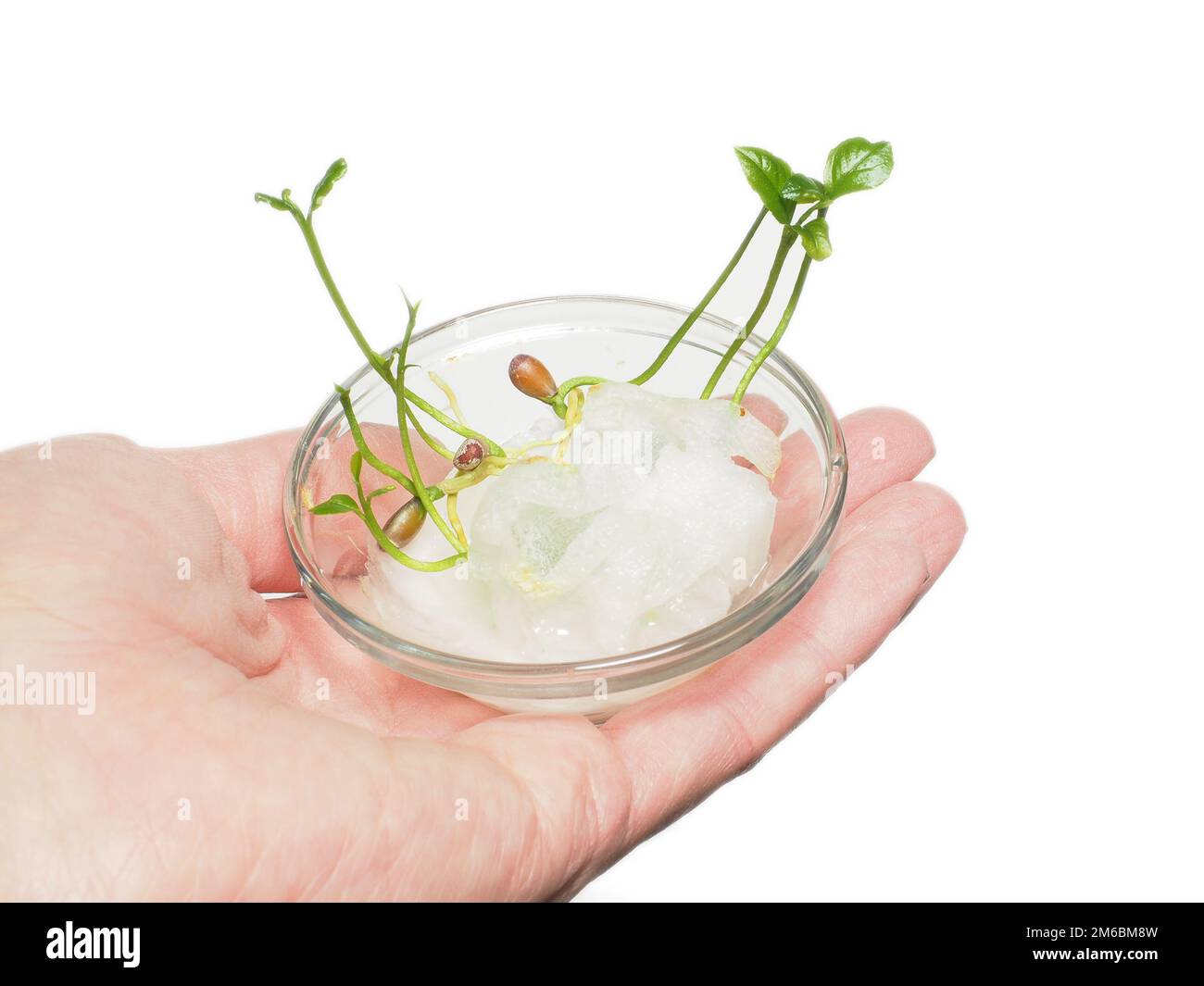 Closeup of a small glass bowl with young plants sprouting Stock Photo ...