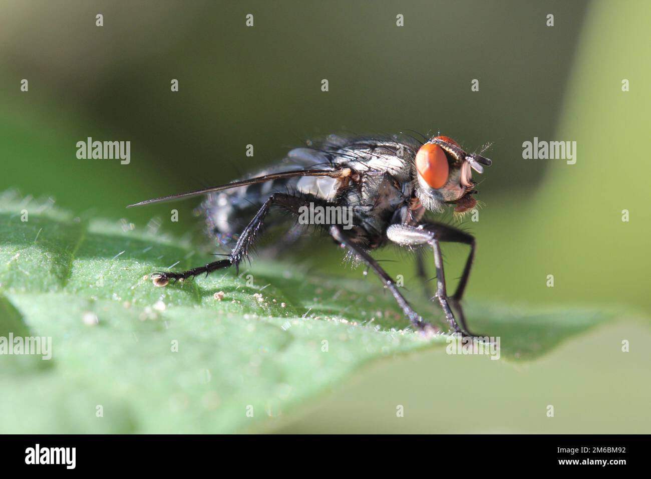 Fly up close hi-res stock photography and images - Alamy