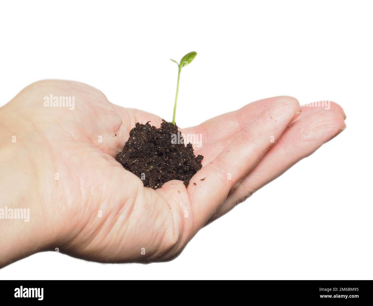 Young seed sprouting in soil, in hand on white Stock Photo - Alamy