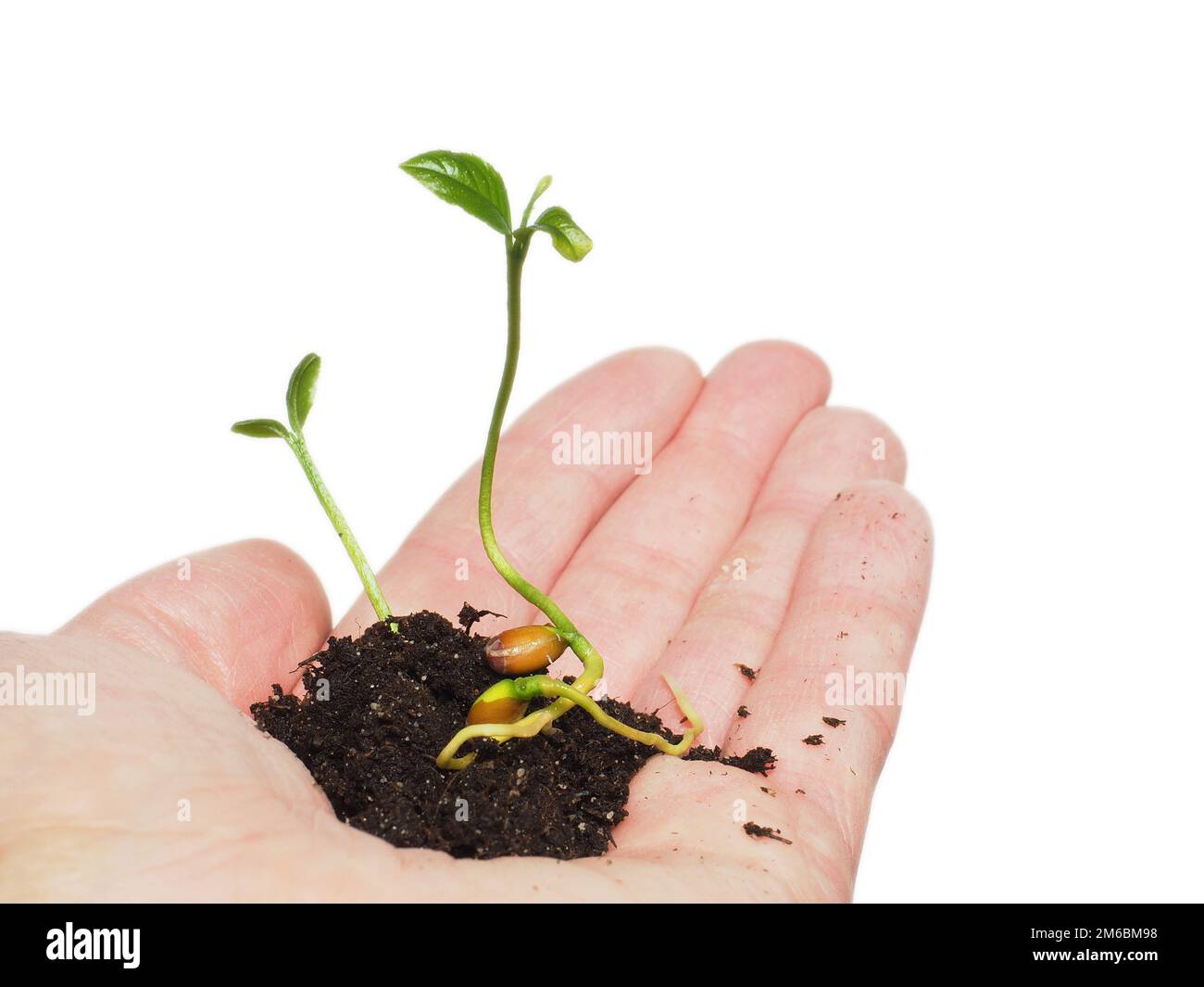 Young seed sprouting in soil, in hand on white Stock Photo - Alamy