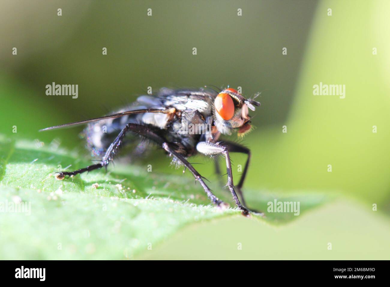 Big house fly wings close hi-res stock photography and images - Alamy