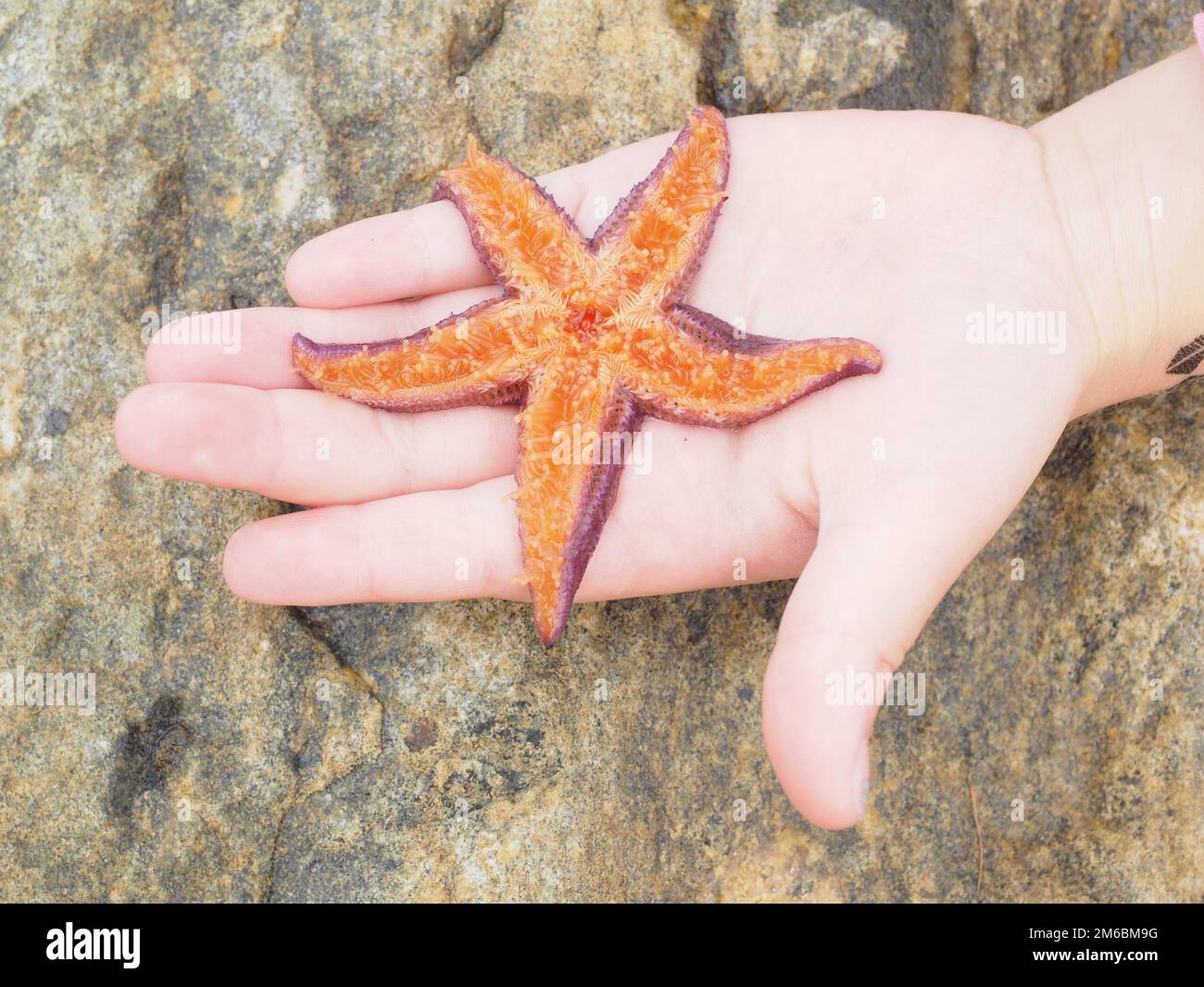 Starfish upside down in palm of a child Stock Photo - Alamy