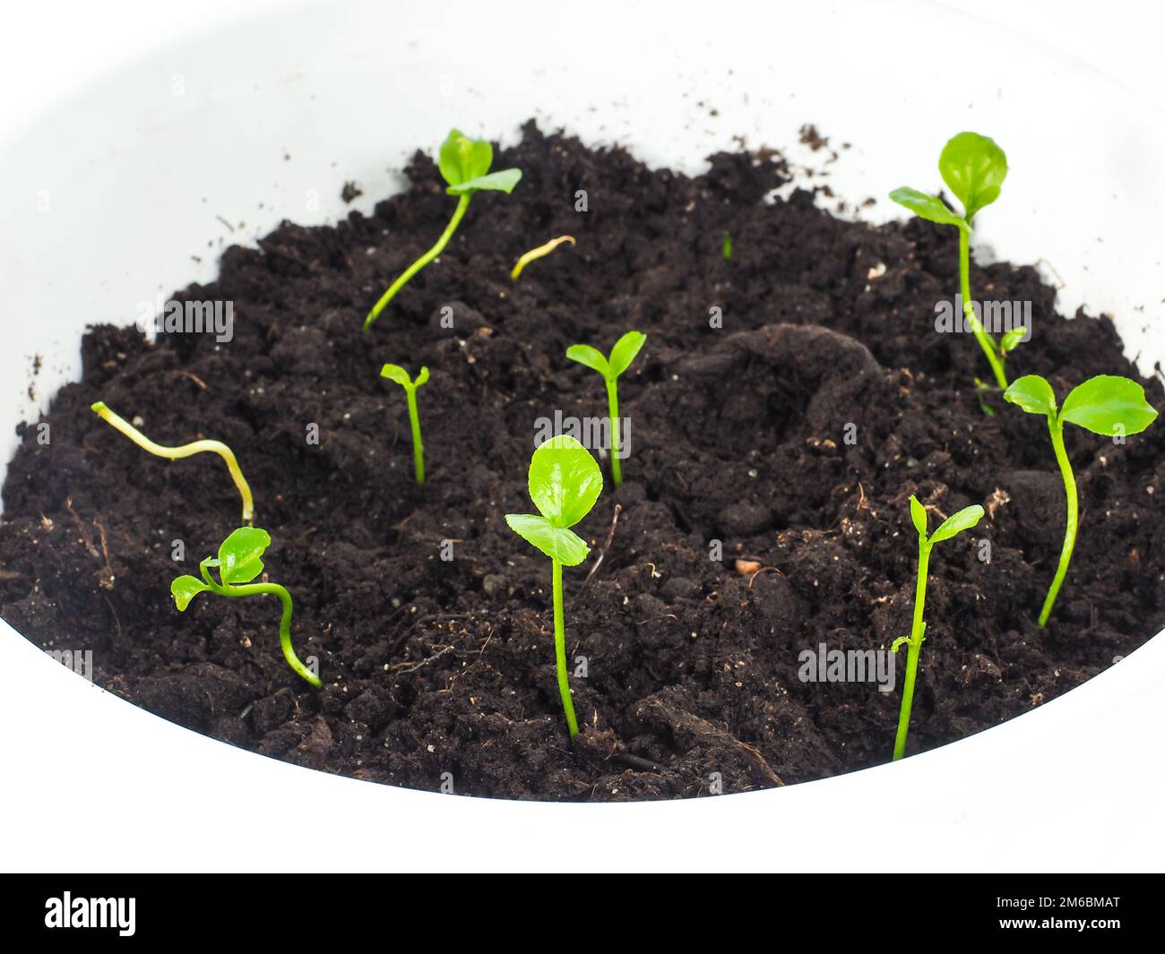 Group of sprouting plants in soil, round shape Stock Photo - Alamy