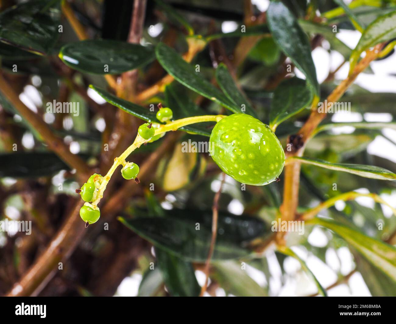 Black unripe fruit hi-res stock photography and images - Alamy