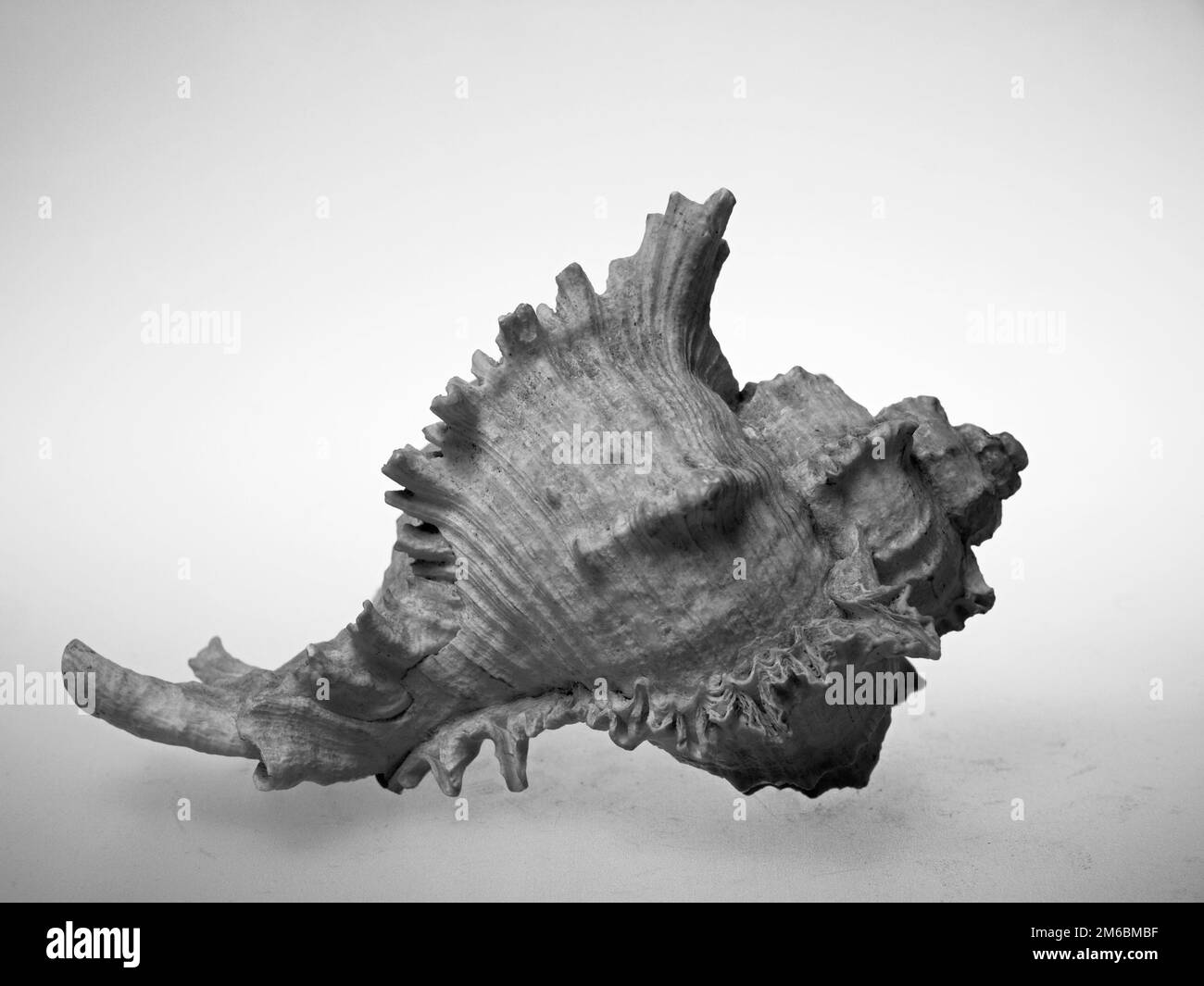 Animal shells hi-res stock photography and images - Alamy